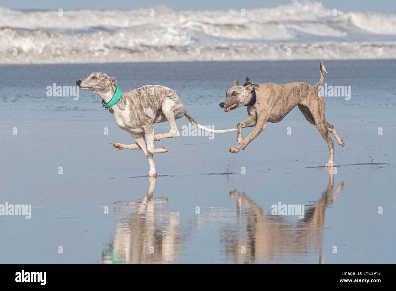 two whippets chasing each other on the beach Stock Photo - Alamy