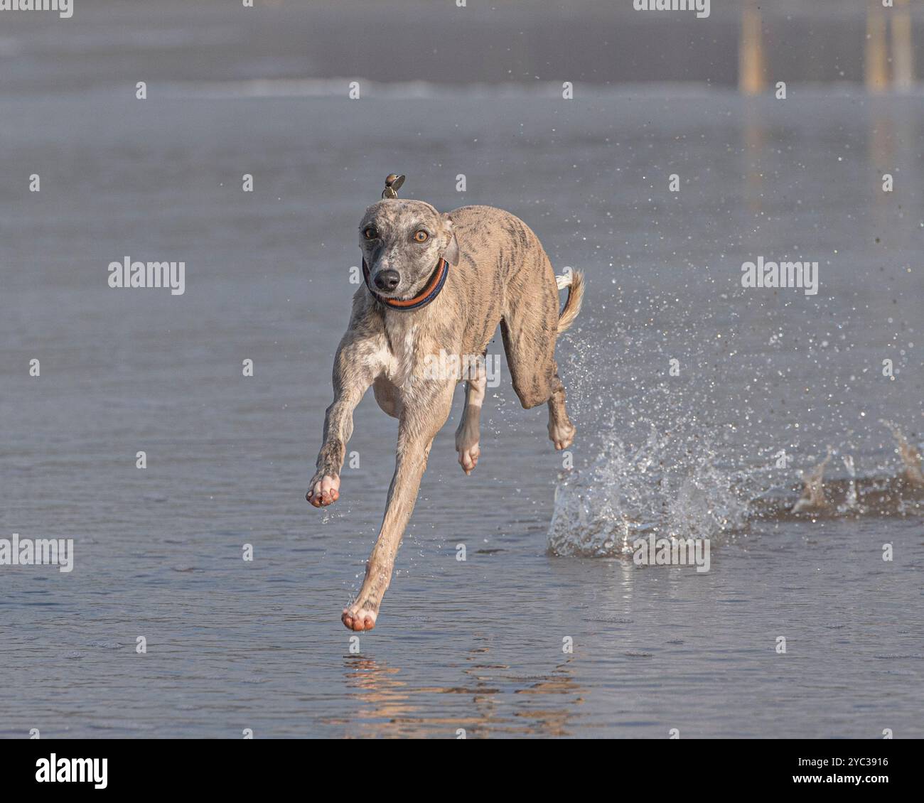 whippet running on the beach in shallow water Stock Photo - Alamy