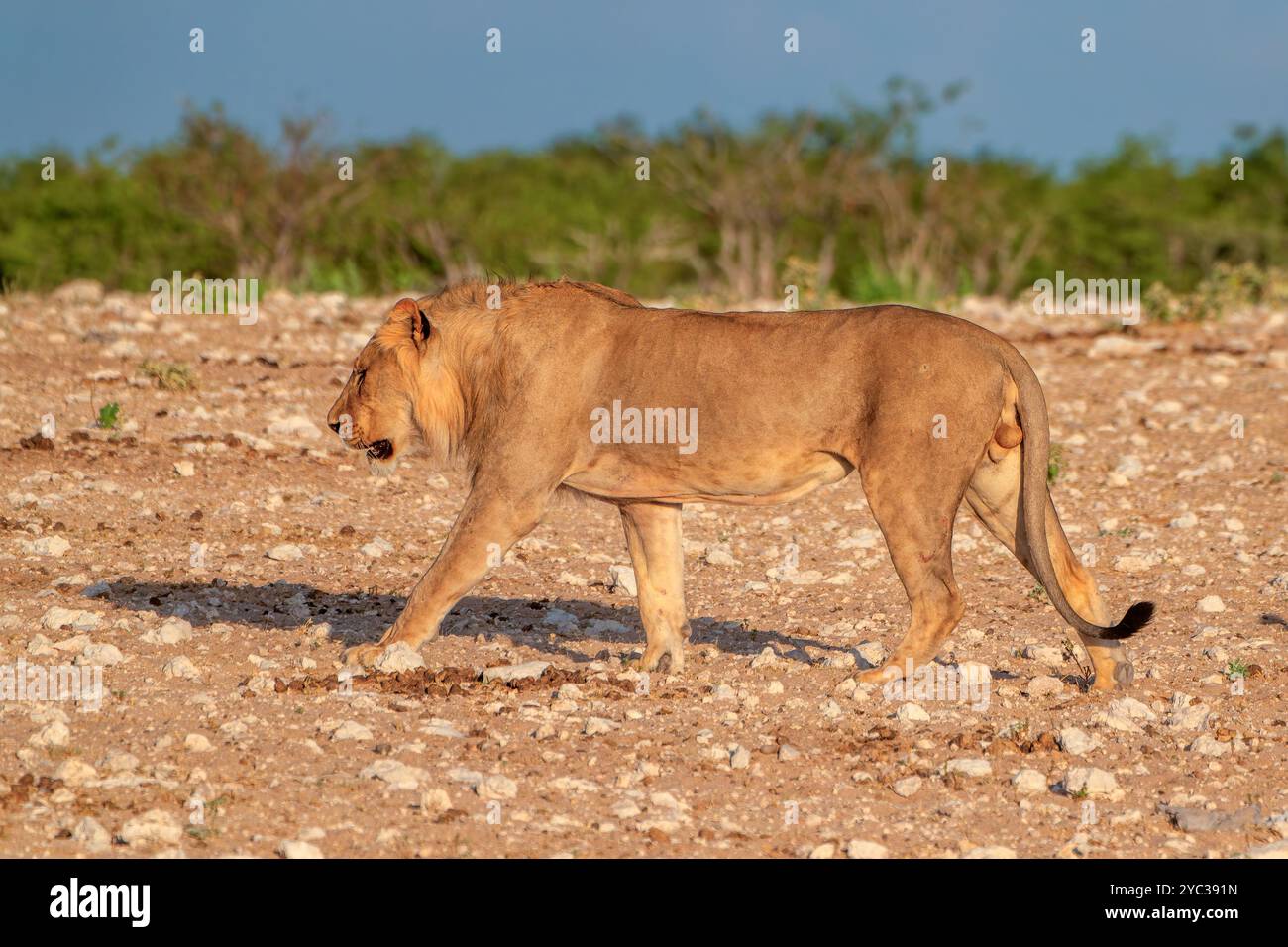 Lioness prowling Photographed at Etosha National Park Namibia, Africa Stock Photo - Alamy