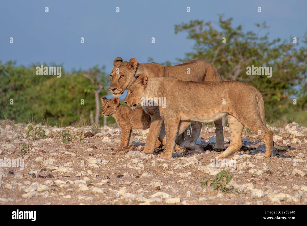 Lions family lion lionesses pride hi-res stock photography and images ...