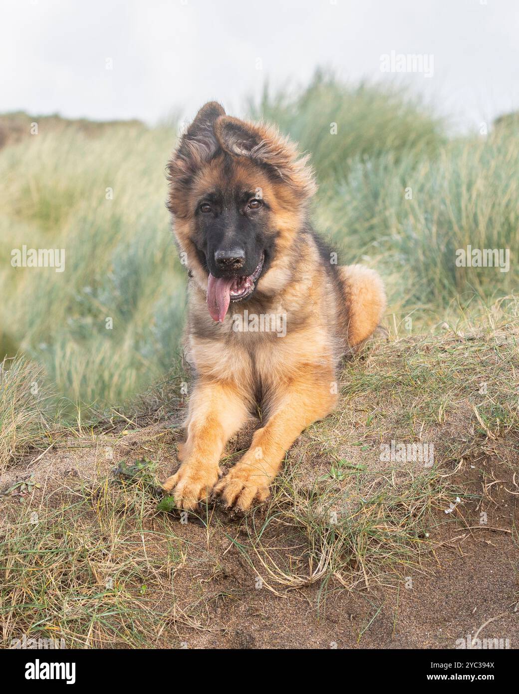 German shepherd puppy in grass hi-res stock photography and images - Alamy