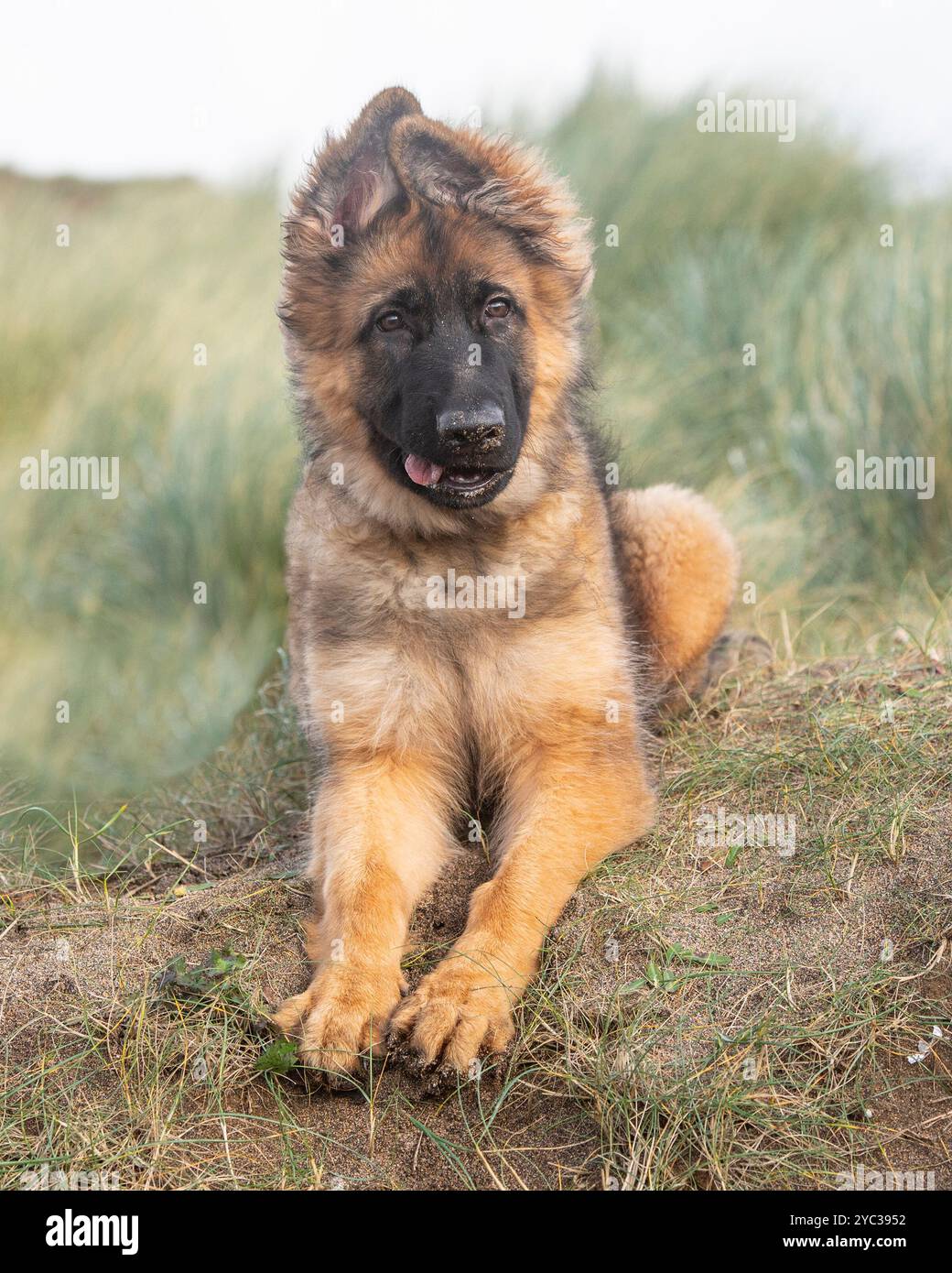 German shepherd puppy in grass hi-res stock photography and images - Alamy