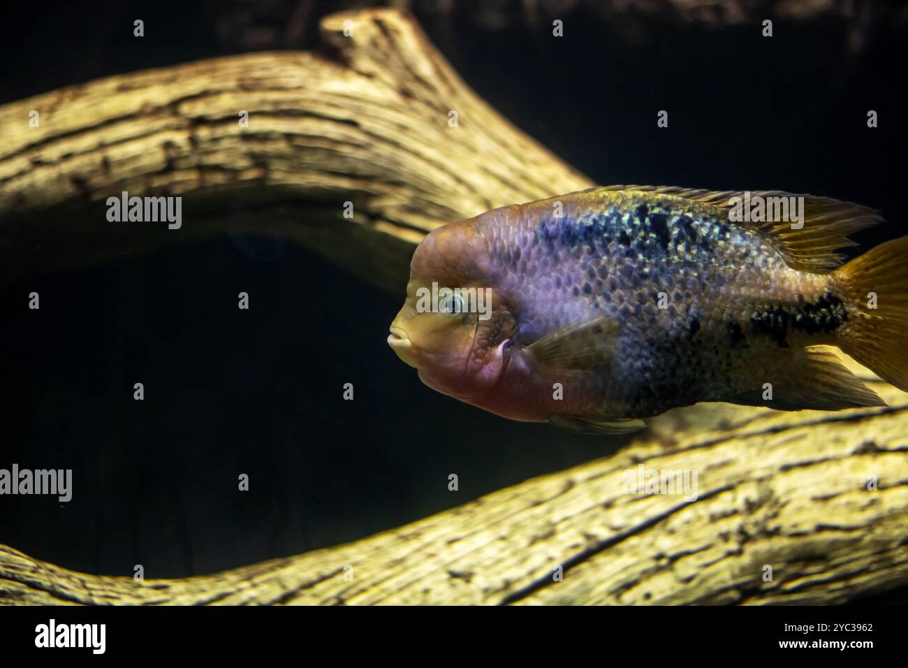 A lively fish is gracefully swimming around in a tank that is situated ...