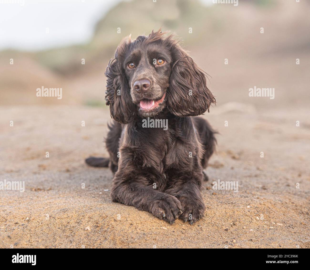 working cocker spaniel lying down on a sandy beach Stock Photo - Alamy
