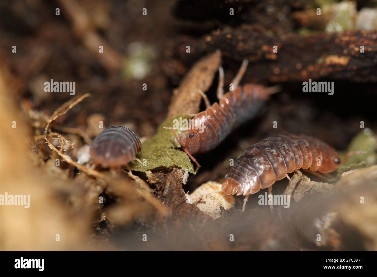 isopods woodlouse pill bugs merulanella sp vietnam Stock Photo - Alamy