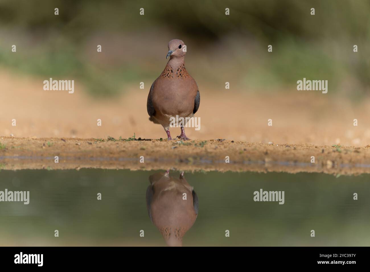 European Turtle Dove (Streptopelia turtur) near water This bird is a ...