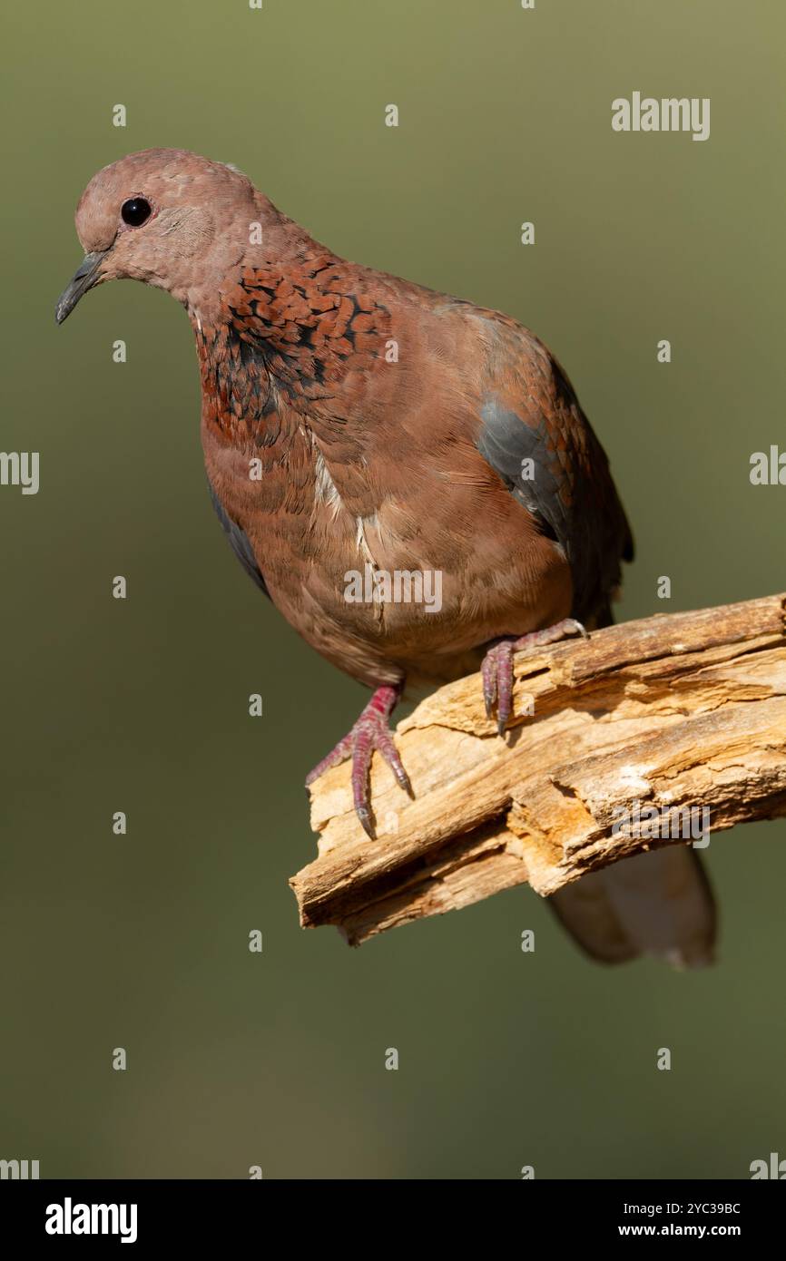 European Turtle Dove (Streptopelia turtur) perched on a branch This ...
