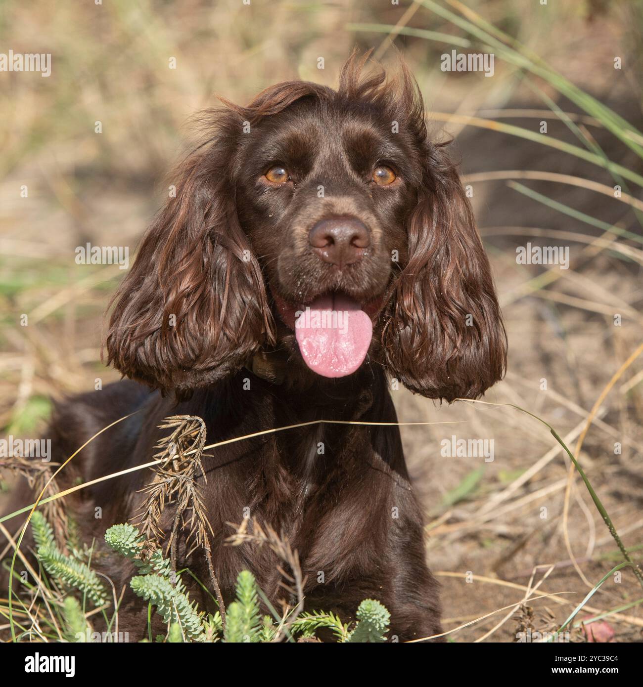 english cocker spaniel, working type Stock Photo - Alamy