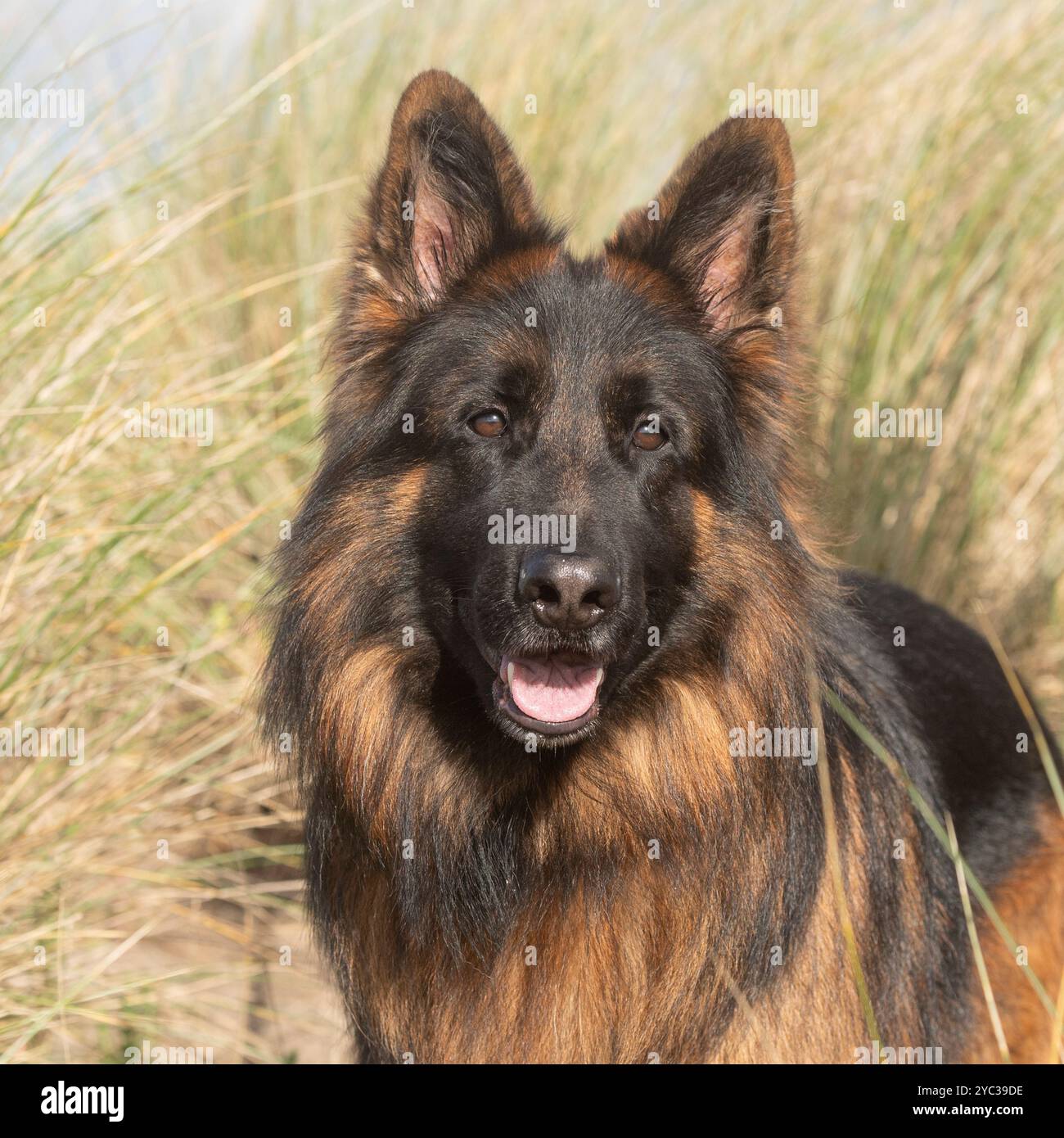 Long haired german shepherd dog hi-res stock photography and images - Alamy