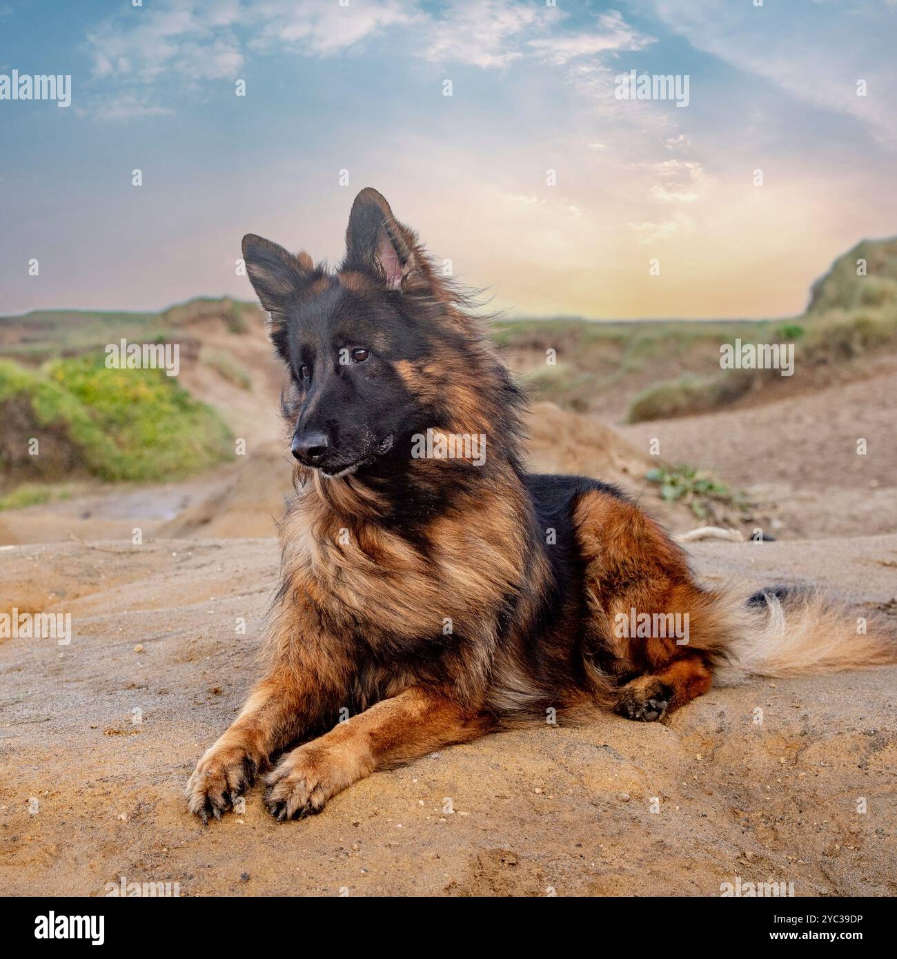 German shepherd beach hi-res stock photography and images - Alamy