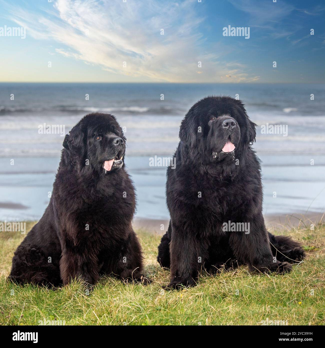 Sitting by beach hi-res stock photography and images - Alamy