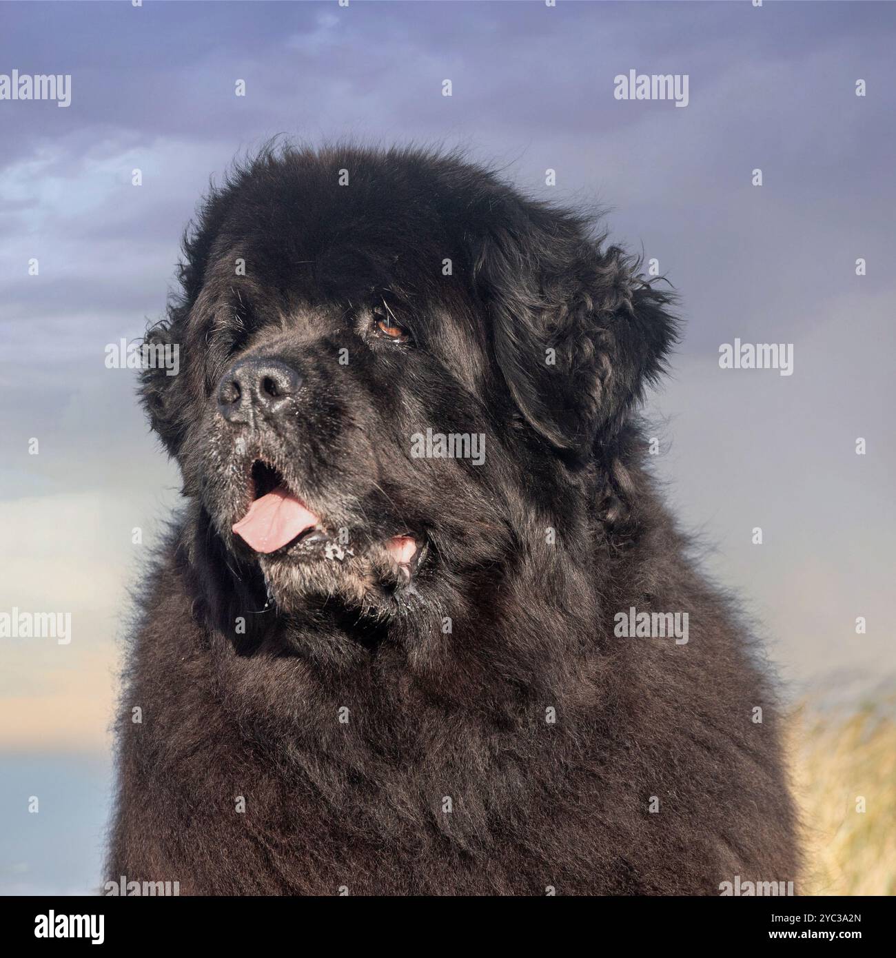Big black dog newfoundland hi-res stock photography and images - Alamy