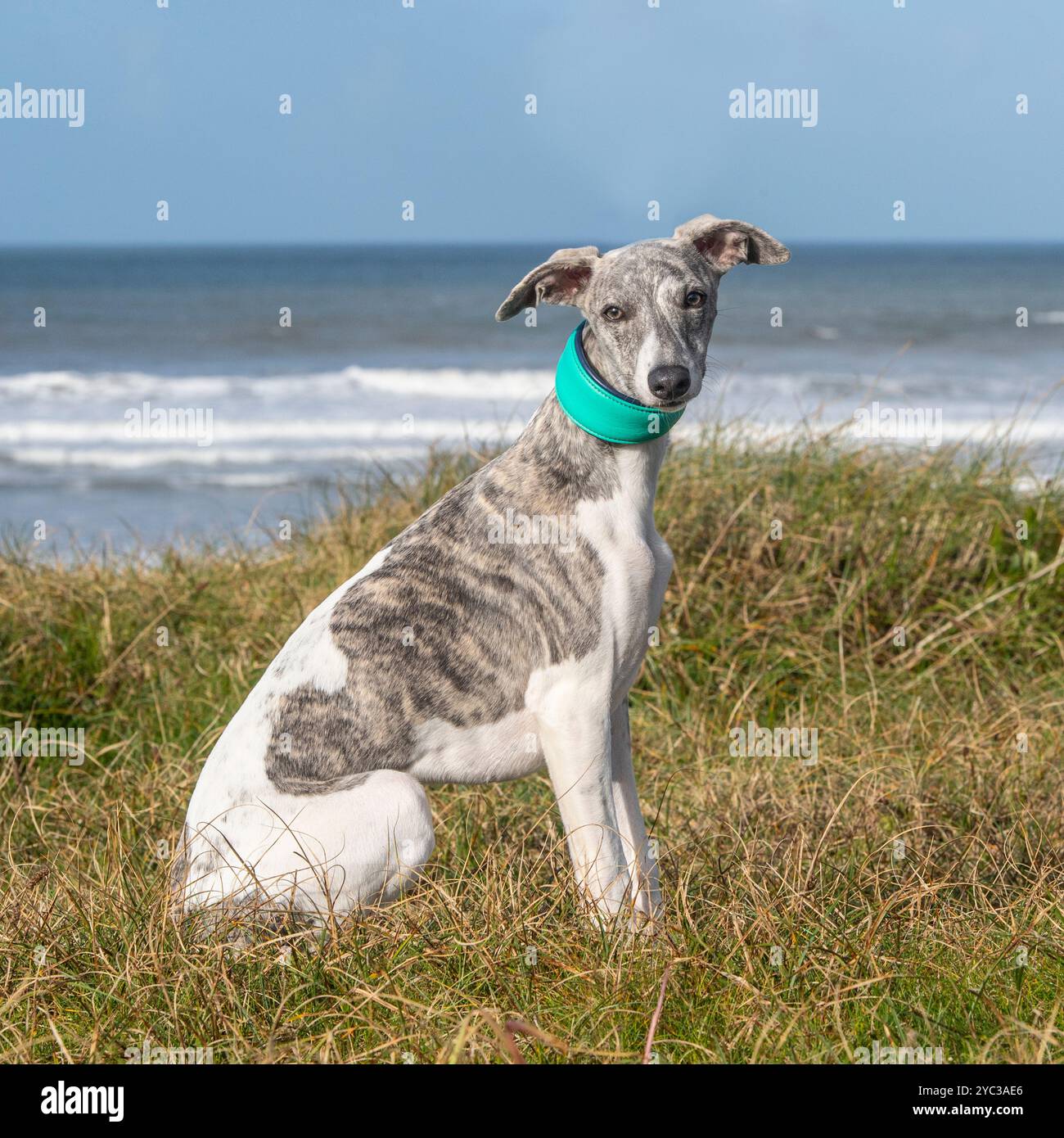 Adult sitting on sand hi-res stock photography and images - Alamy