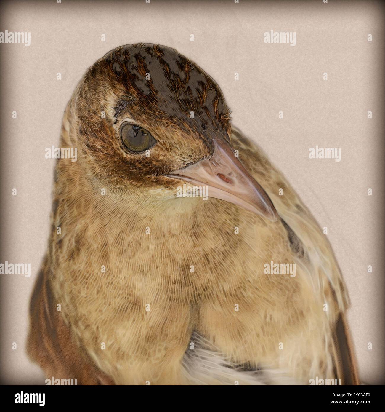 Digitally enhanced image of a close up portrait of a corn crake صفرد ...