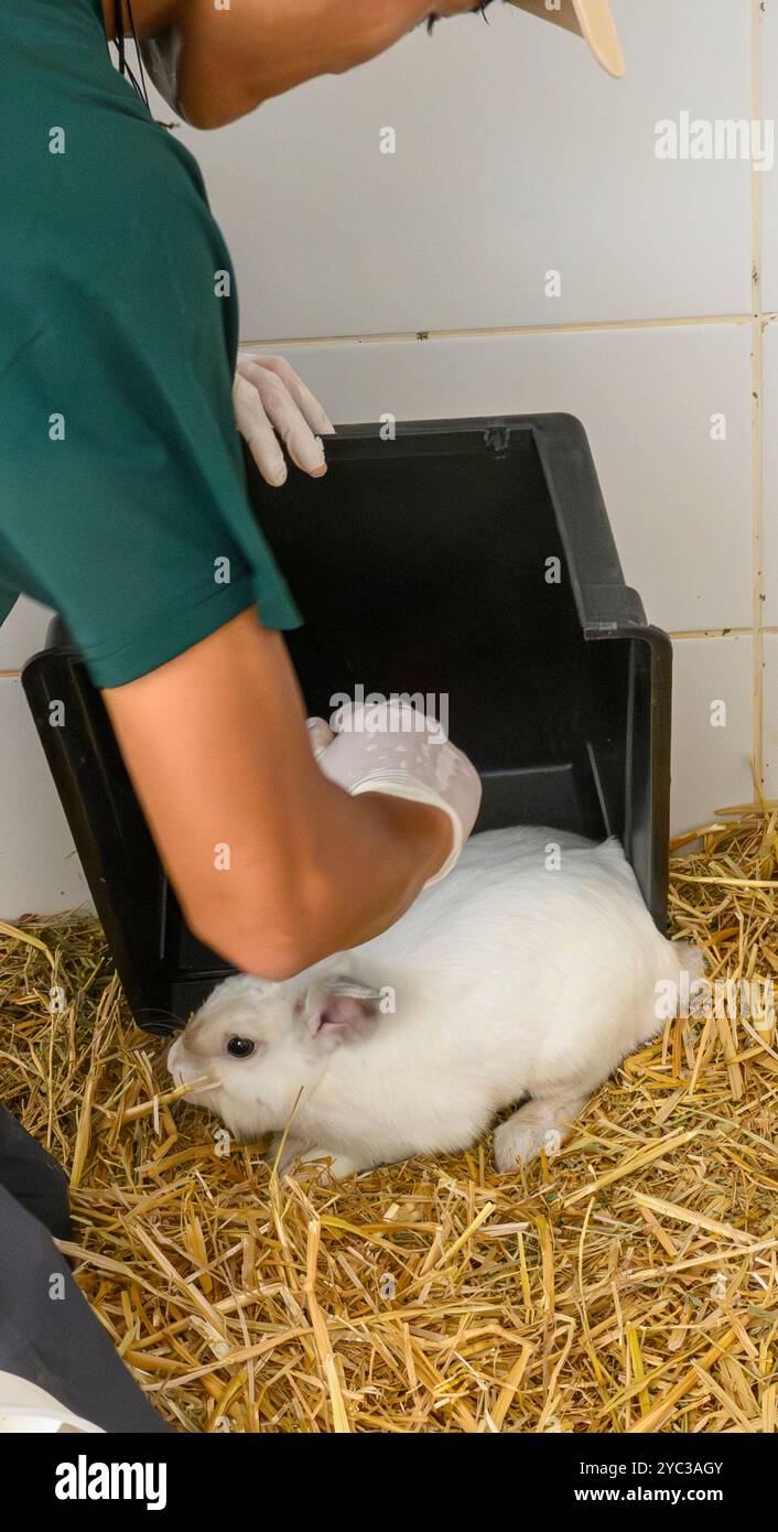 Jacob of the veterinary staff is catching domestic rabbits. These poor rabbits are placed in the ...