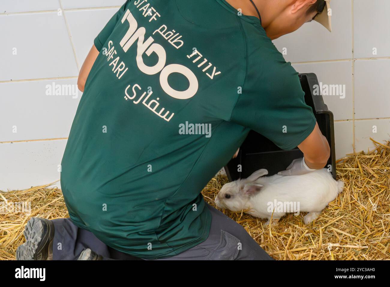 Jacob of the veterinary staff is catching domestic rabbits. These poor ...