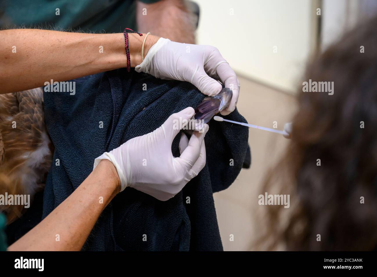 Medical staff are taking a mouth swab of a hospitalized Eurasian ...
