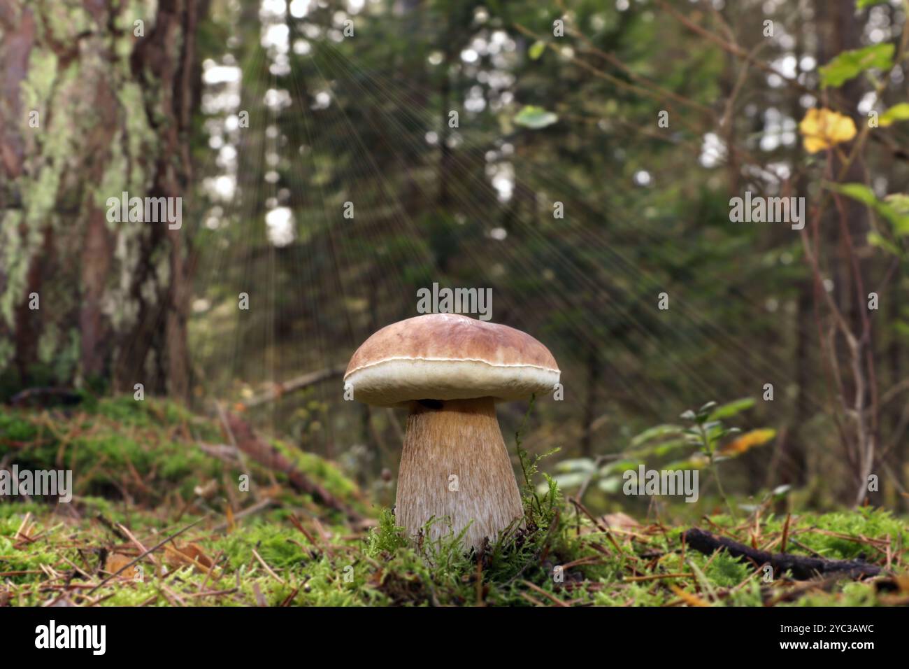 The wild edible fungus boletus edulis, also known as cep, penny bun ...