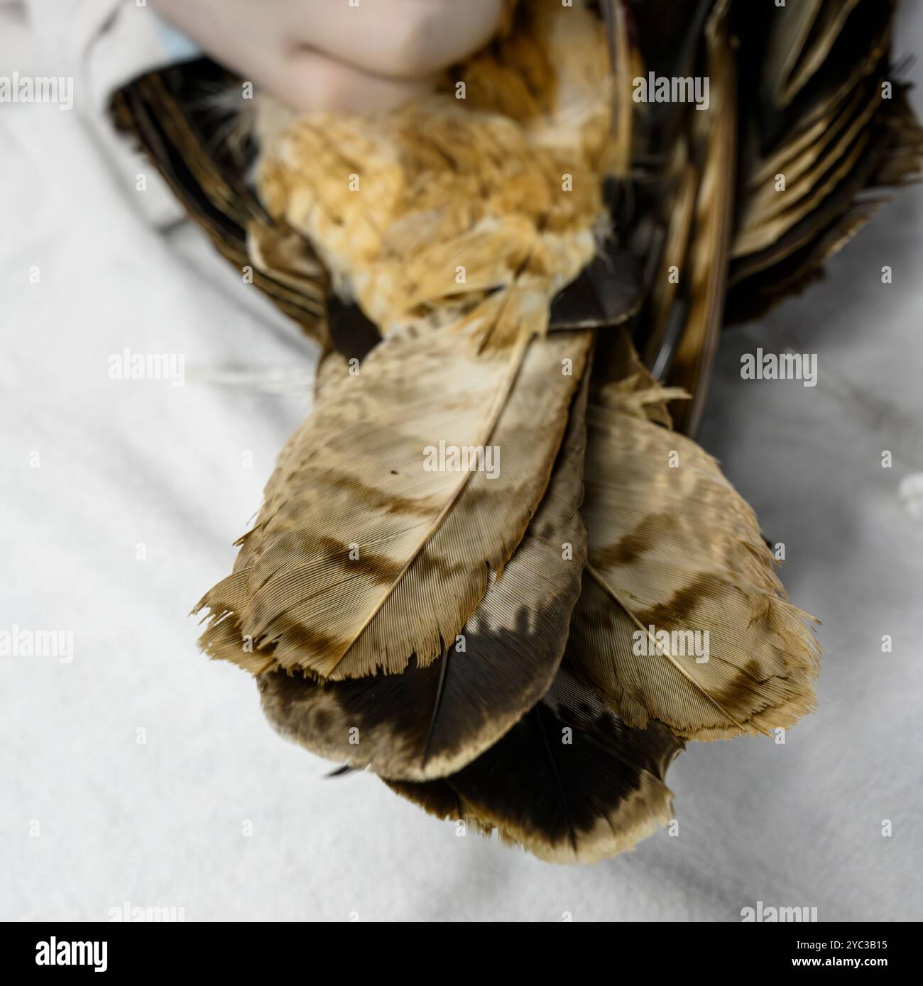 veterinary staff are treating a Bonelli's eagle (Aquila fasciata) عقاب ...