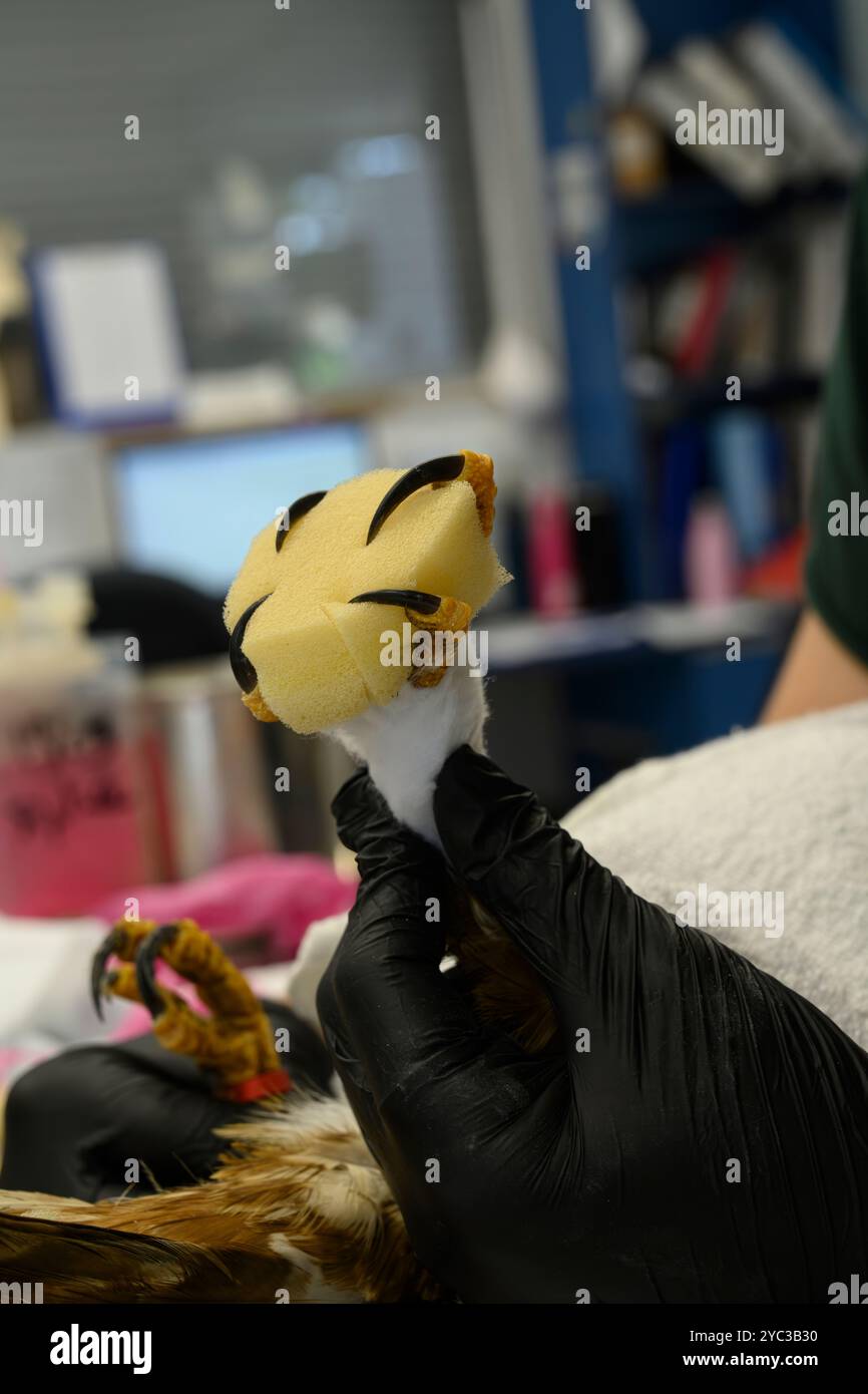 Ulcerative pododermatitis hi-res stock photography and images - Alamy