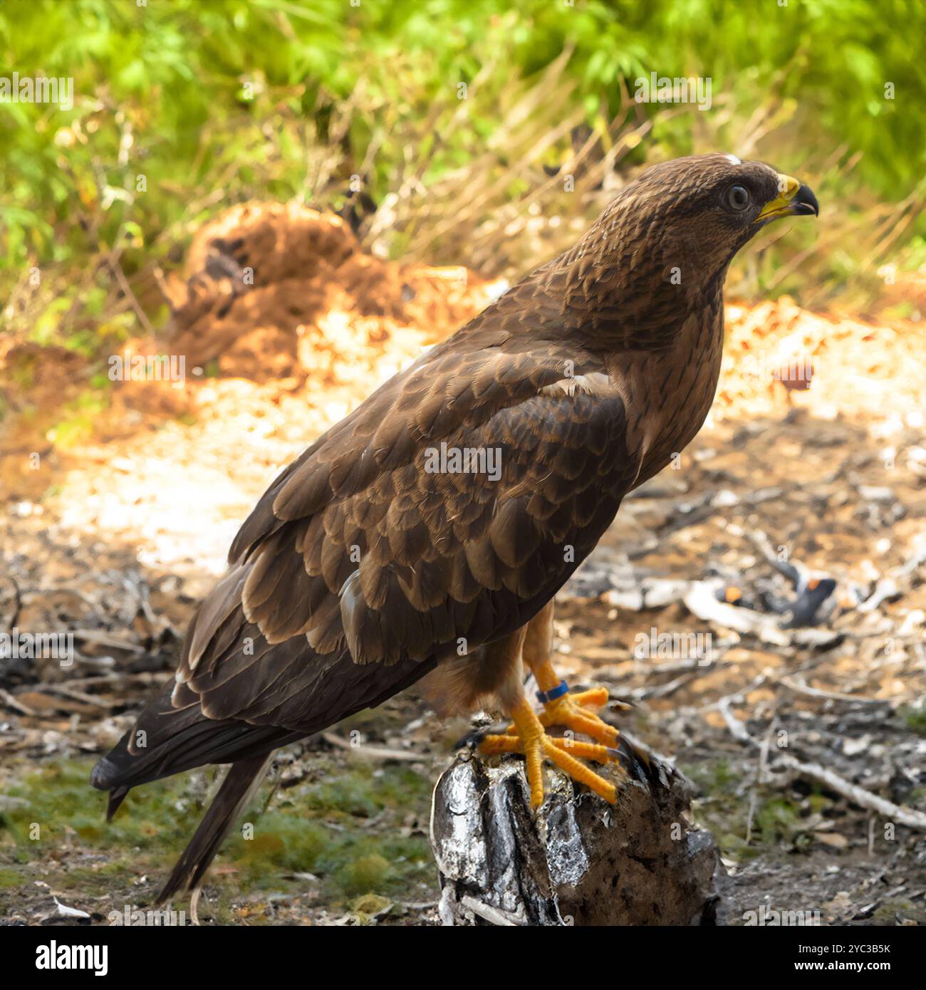 The European honey buzzard (Pernis apivorus), حميمق النحل الأوروبي also ...