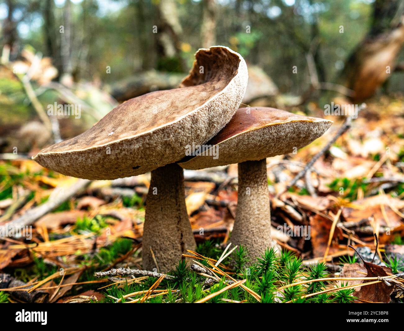 Lochem, Netherlands. 20th Oct, 2024. Two thick brown mushrooms are seen ...