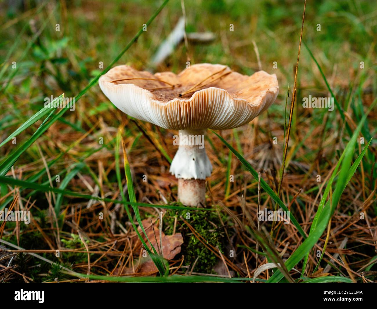 Lochem, Netherlands. 20th Oct, 2024. A mushroom is seen growing in the ...