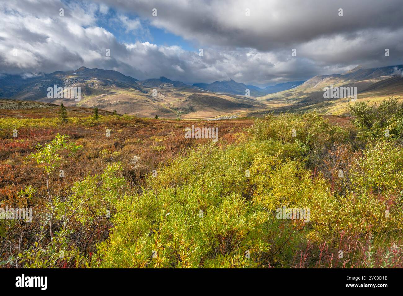 Fall vegetation at the North Fork Pass in Tombstone Territorial Park ...