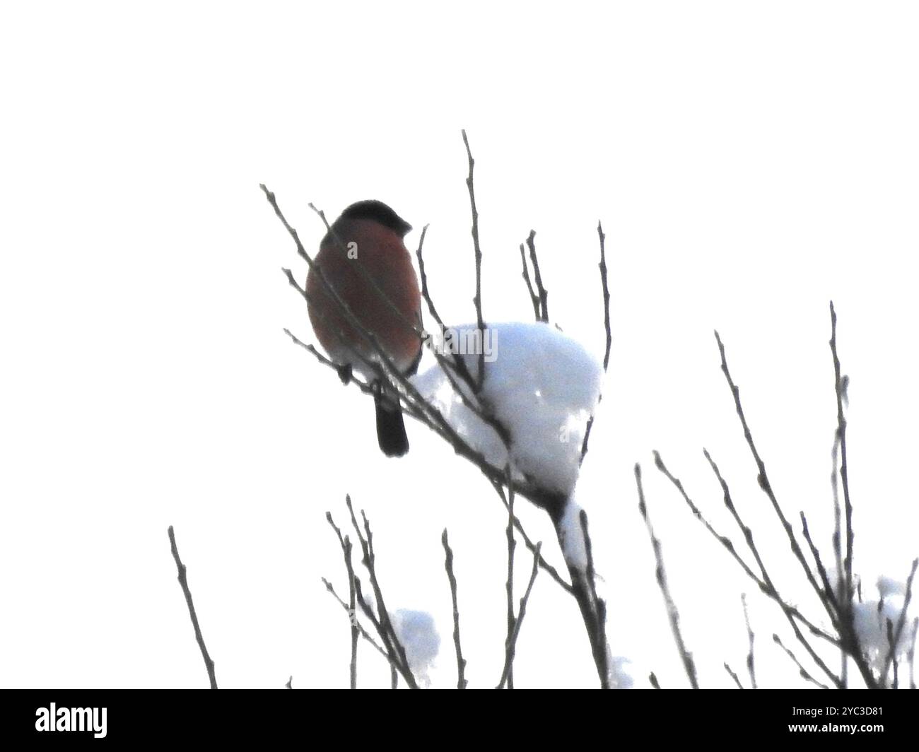Eurasian Bullfinch (Pyrrhula pyrrhula) Aves Stock Photo - Alamy