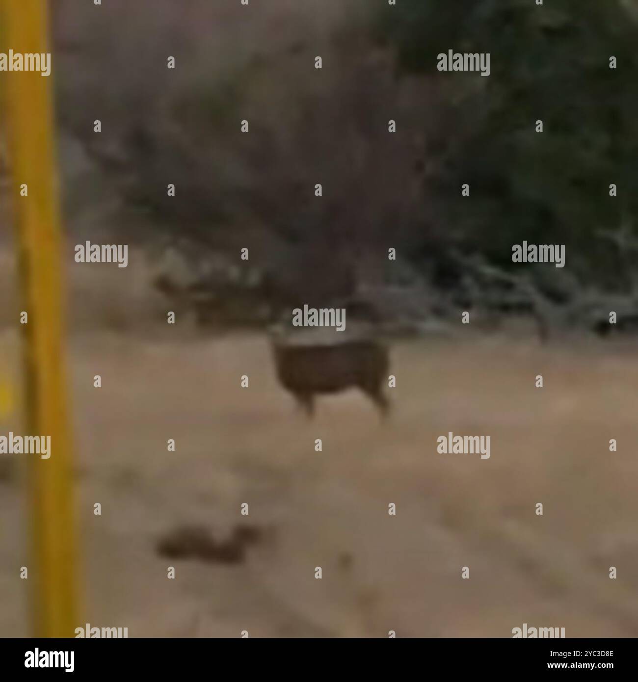 Southern Mule Deer (Odocoileus hemionus fuliginatus) Mammalia Stock ...