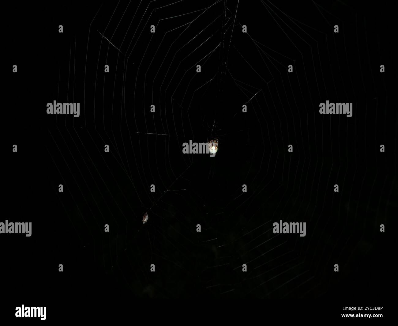 Araneus apricus hi-res stock photography and images - Alamy