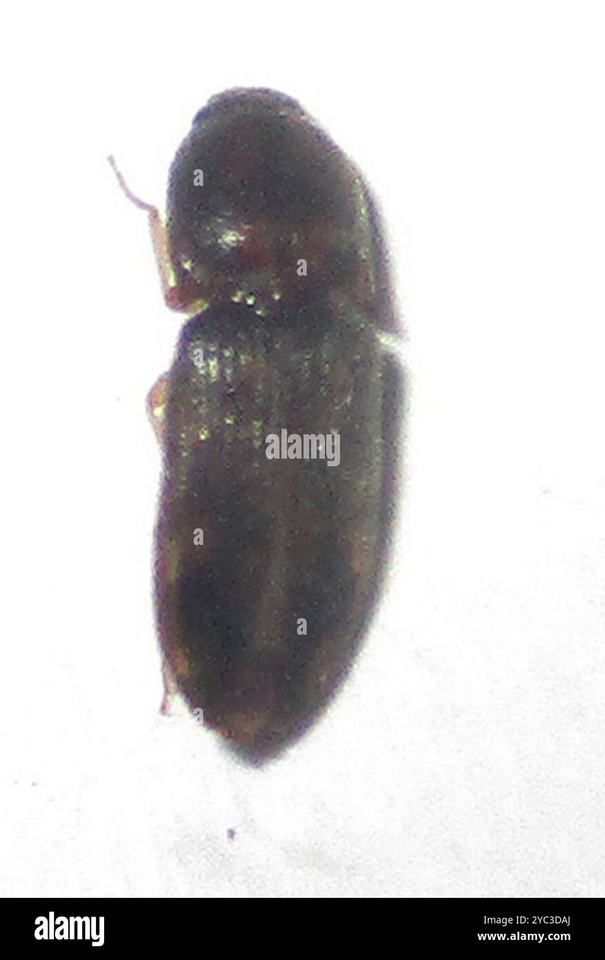 Click Beetles (Elateridae) Insecta Stock Photo - Alamy