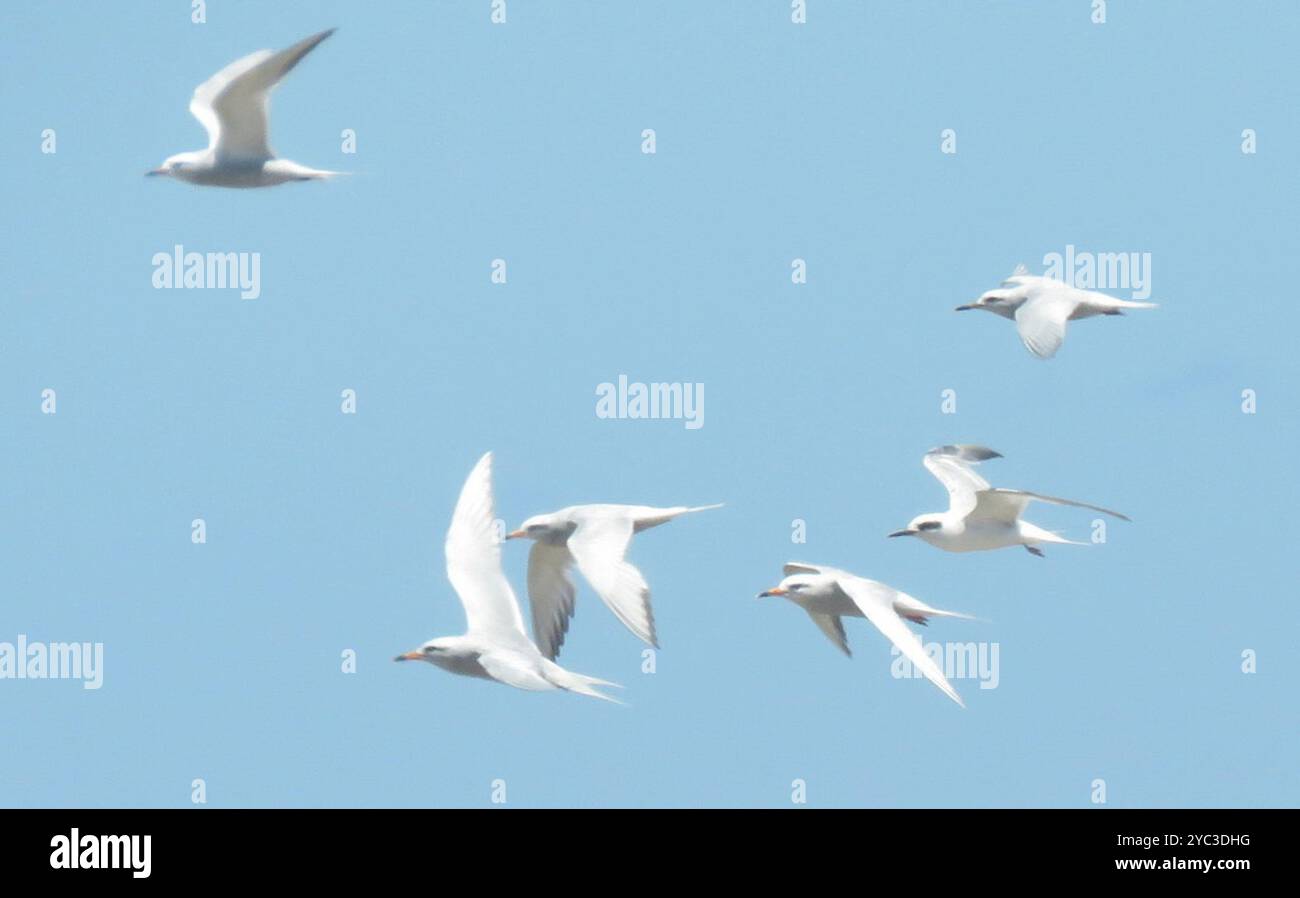 Snowy-crowned Tern (Sterna trudeaui) Aves Stock Photo - Alamy