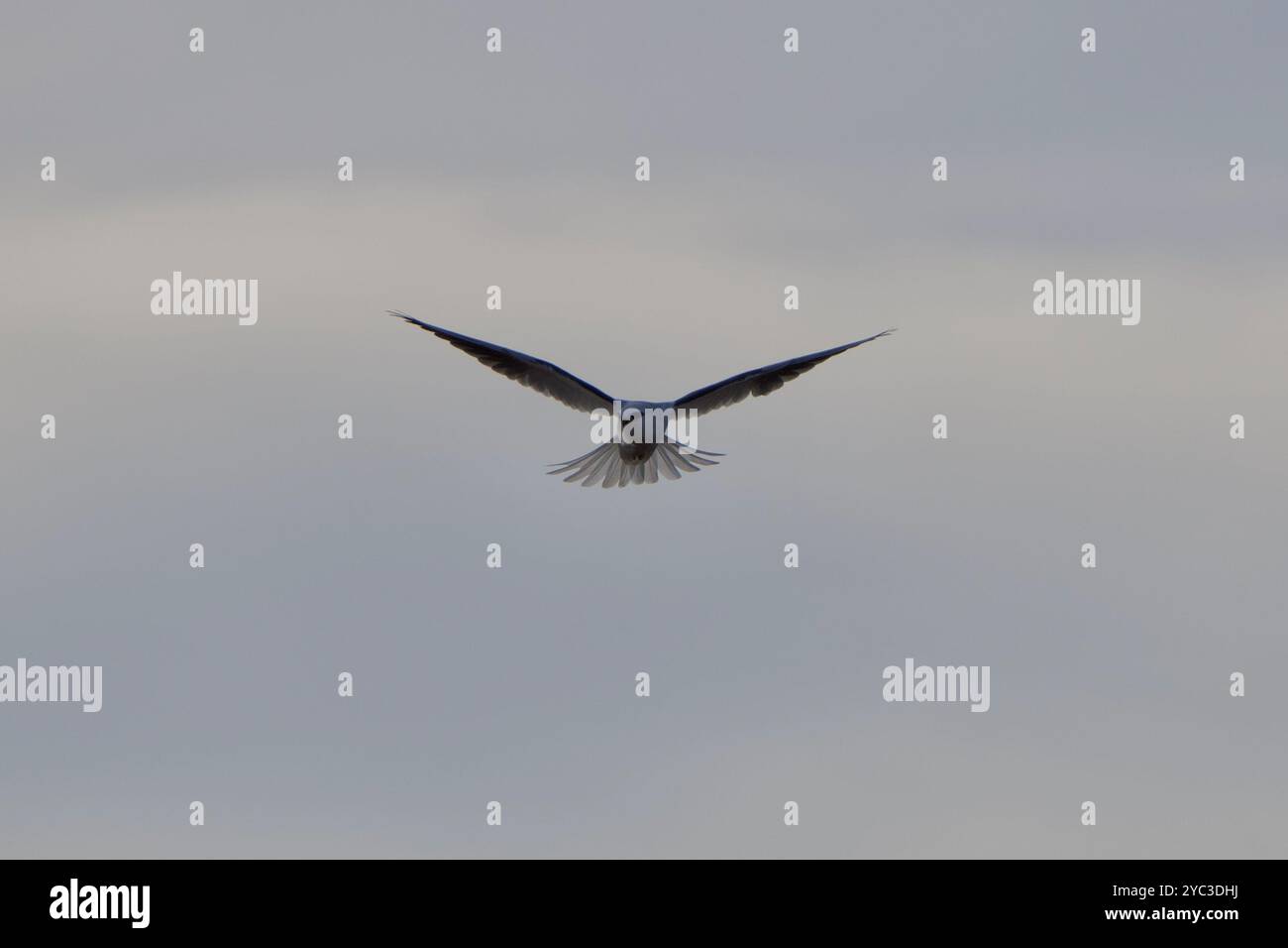White-tailed Kite (Elanus leucurus) Aves Stock Photo - Alamy