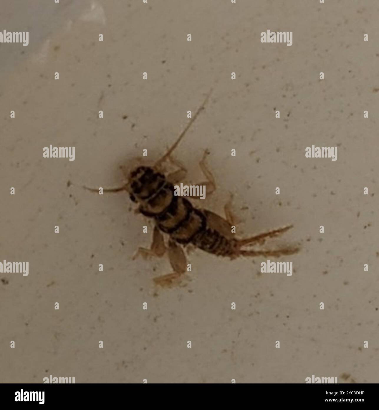 Common Stoneflies (Perlidae) Insecta Stock Photo - Alamy