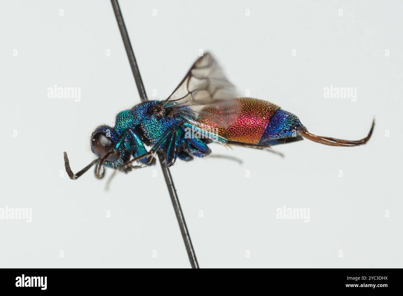 (Chrysis splendidula) Insecta Stock Photo - Alamy
