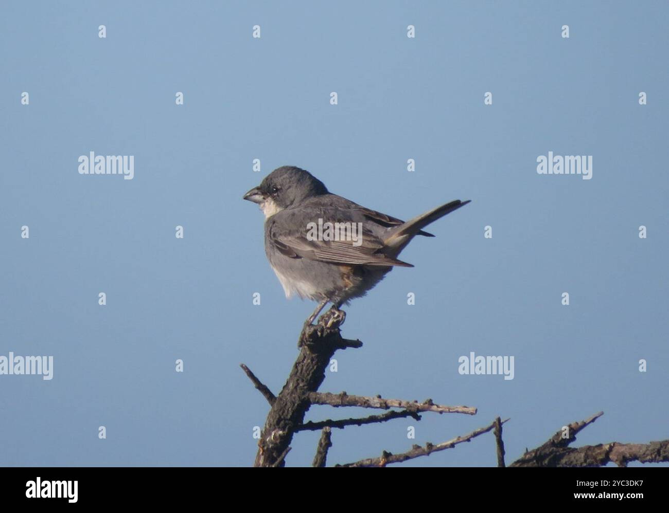 Diuca Finch (Diuca diuca) Aves Stock Photo - Alamy