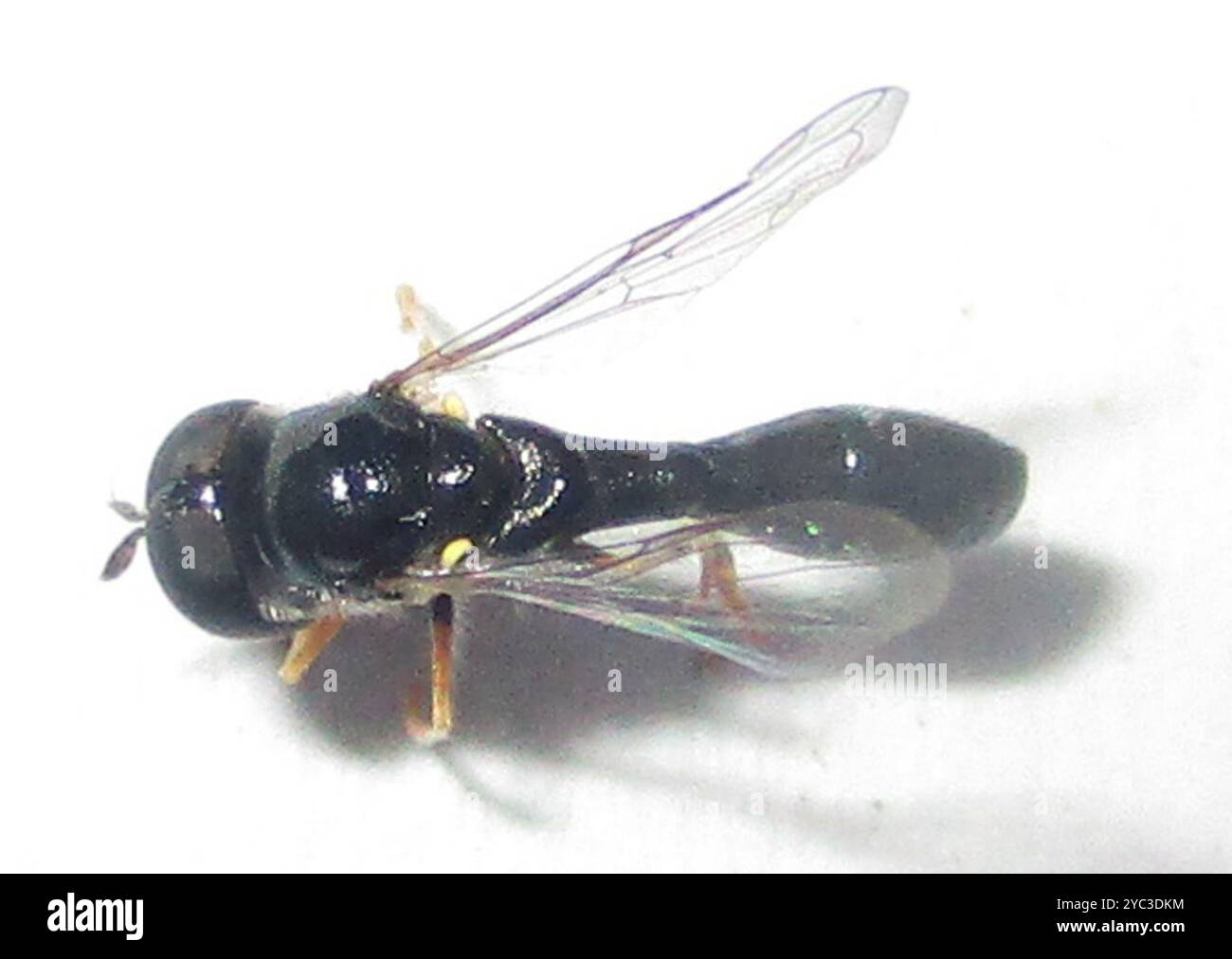 (Paragus longiventris) Insecta Stock Photo - Alamy