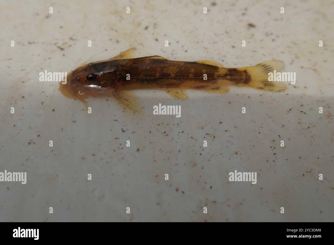 (Chiloglanis bifurcus) Actinopterygii Stock Photo - Alamy