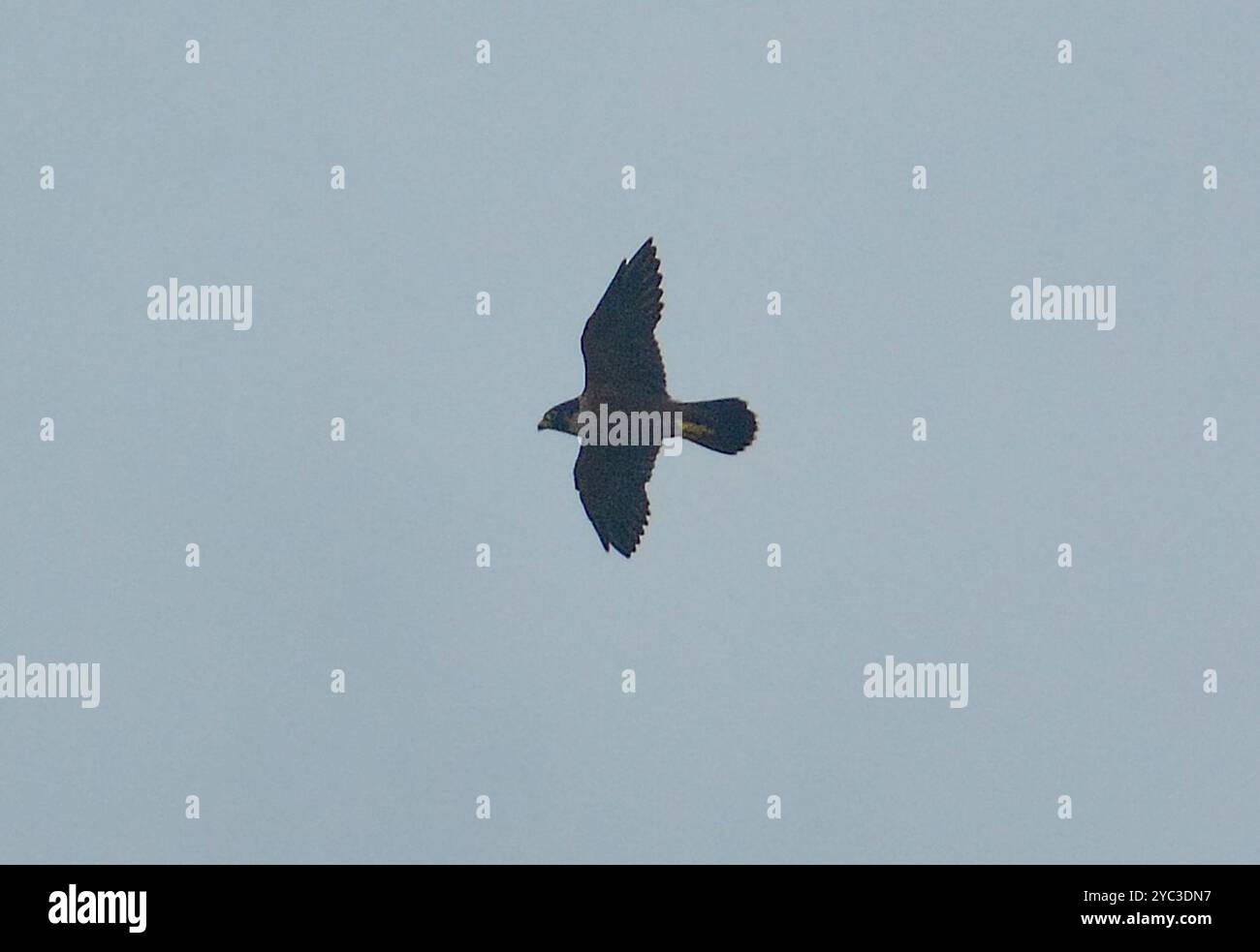 Falco shaheen hi-res stock photography and images - Alamy