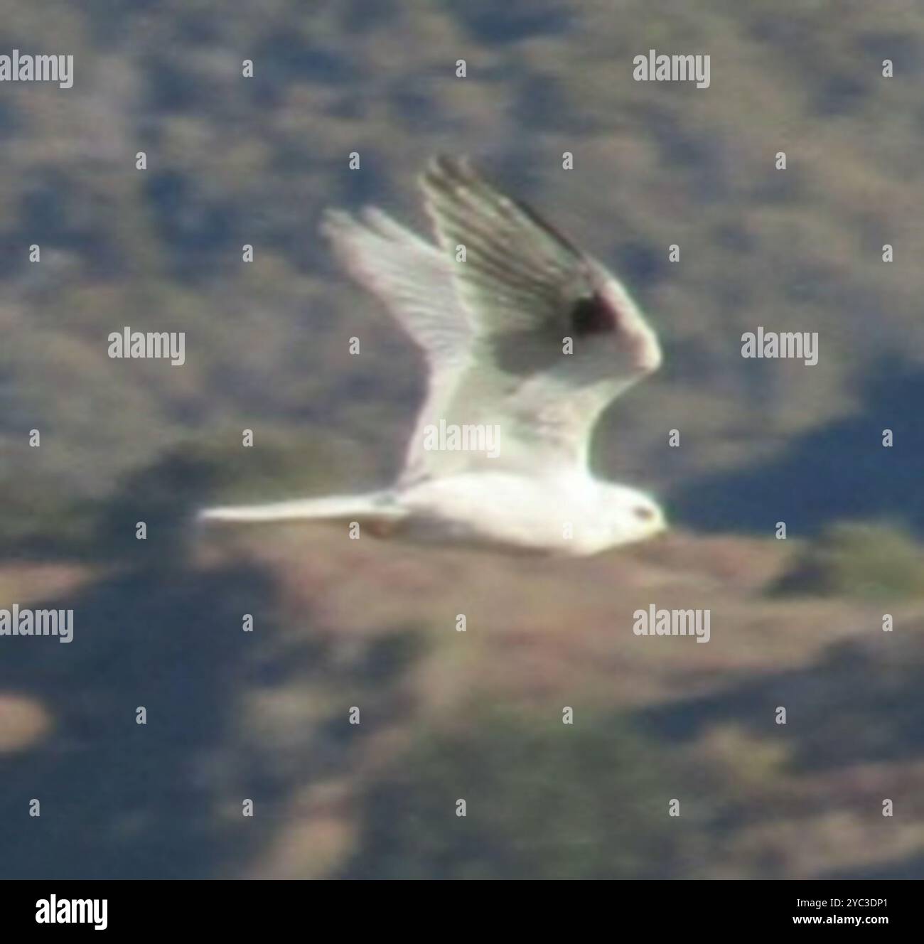 White-tailed Kite (Elanus leucurus) Aves Stock Photo - Alamy