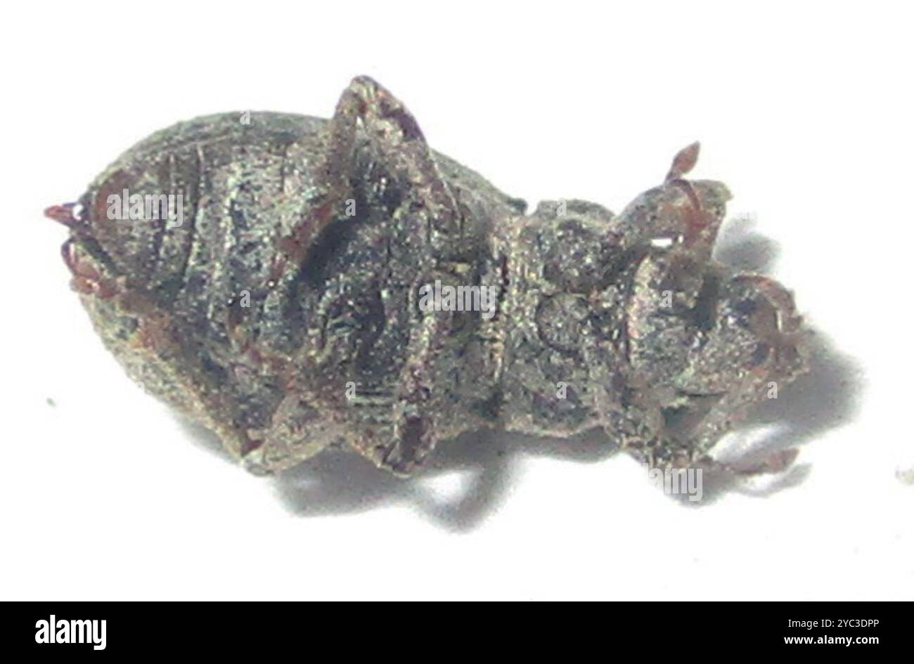 Broad-nosed Weevils (Entiminae) Insecta Stock Photo - Alamy