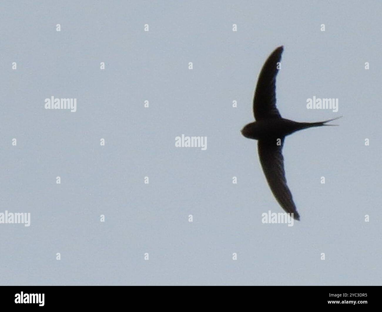 African Palm Swift (Cypsiurus parvus) Aves Stock Photo - Alamy