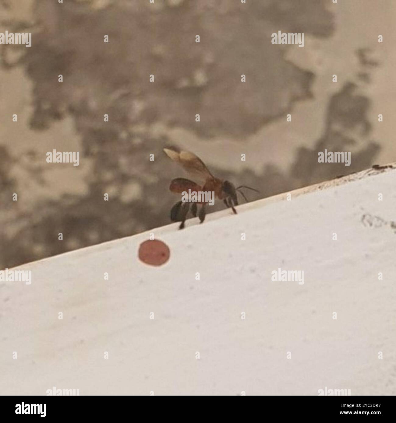 Long-chinned Stingless Bee (Geniotrigona thoracica) Insecta Stock Photo ...