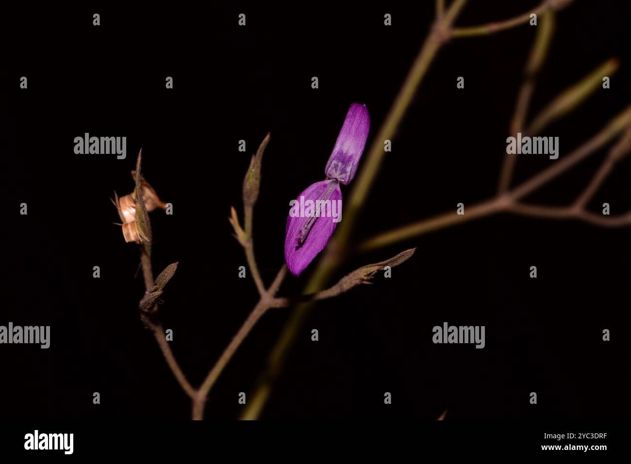 Panicled Foldwing (Dicliptera paniculata) Plantae Stock Photo - Alamy