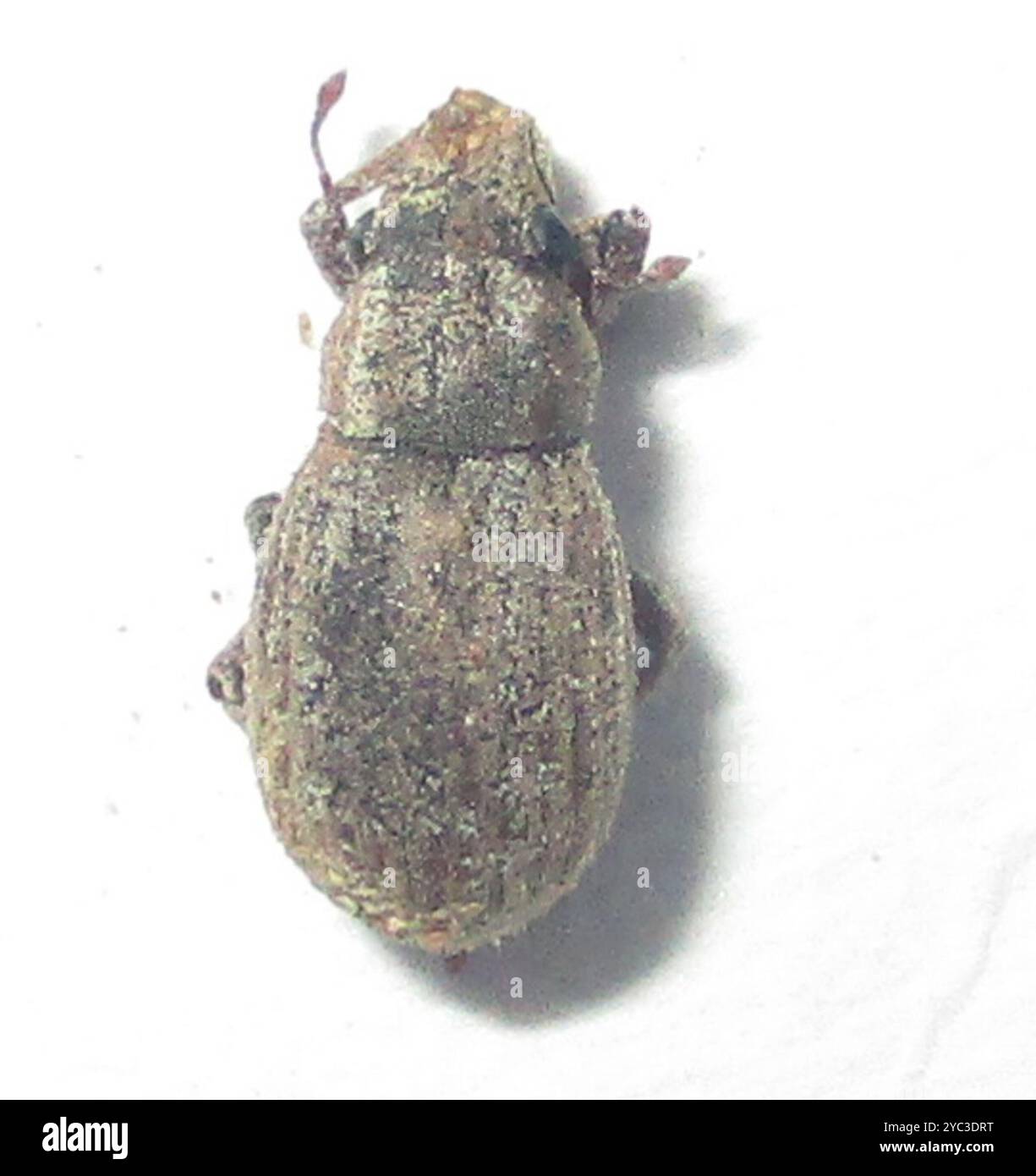 Broad-nosed Weevils (Entiminae) Insecta Stock Photo - Alamy