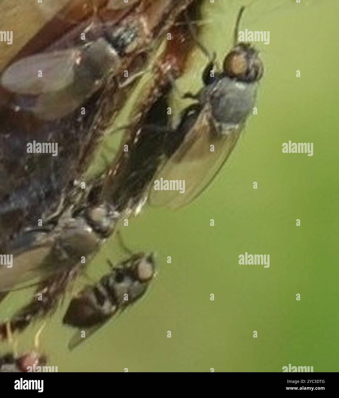 Freeloader Flies (Milichiidae) Insecta Stock Photo - Alamy