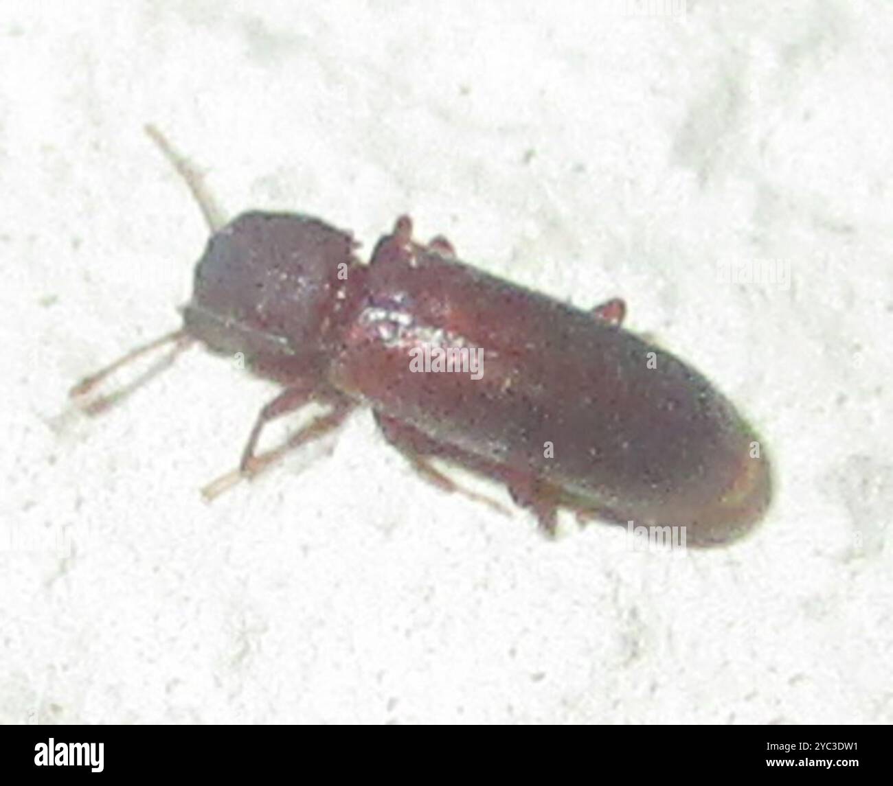 Auger Beetles (Bostrichidae) Insecta Stock Photo - Alamy