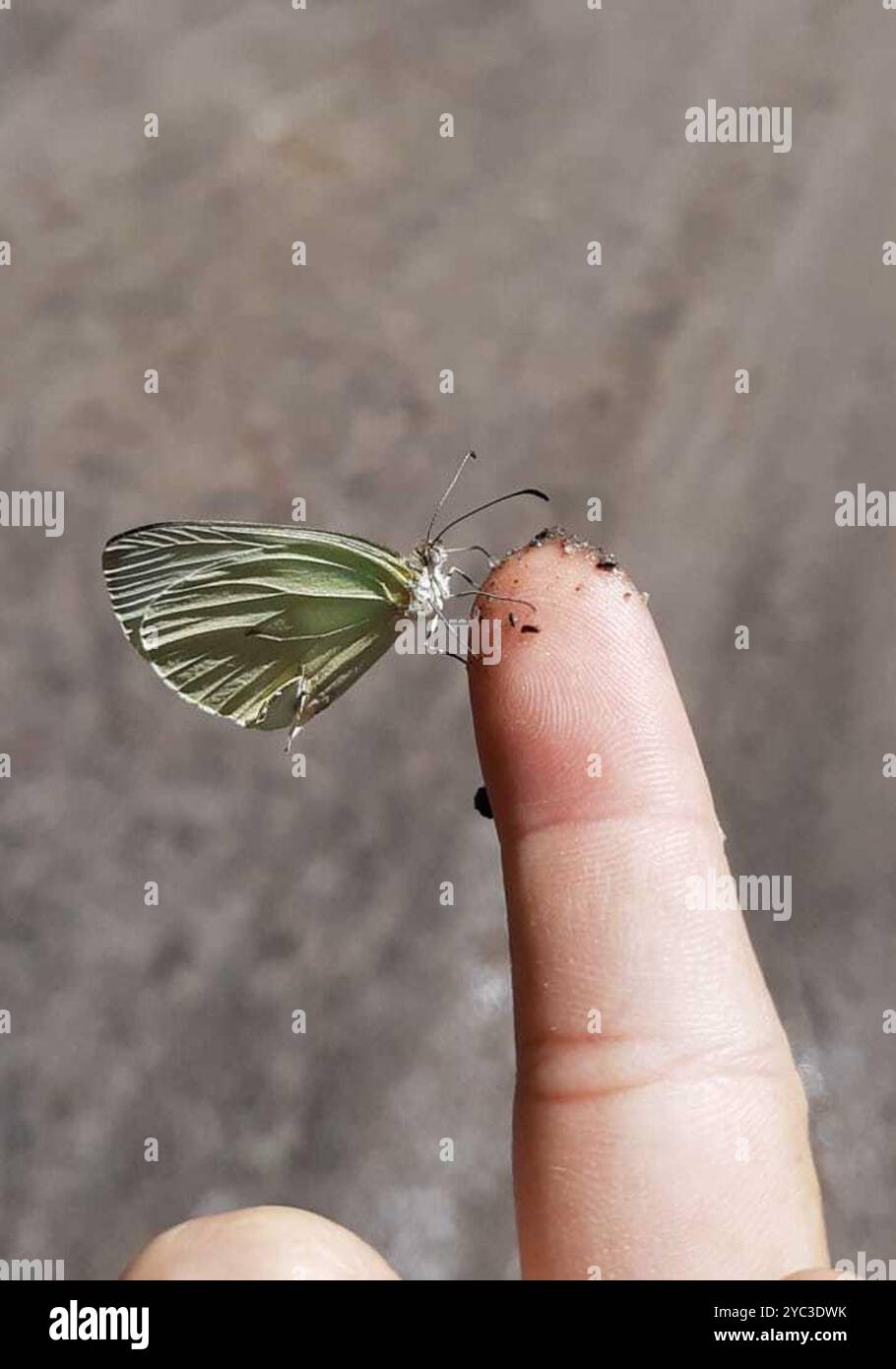 Clean Mimic-White (Pseudopieris nehemia) Insecta Stock Photo - Alamy