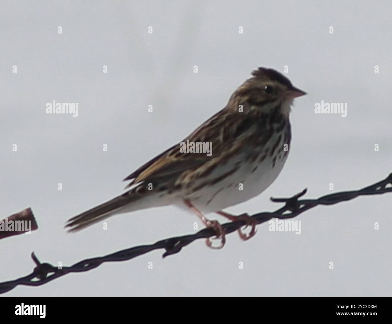 Savannah Sparrow (Passerculus sandwichensis) Aves Stock Photo - Alamy